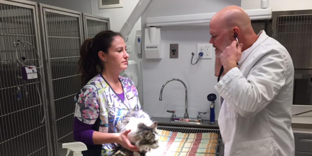 The Animal Hospital of Telluride | Visit Telluride