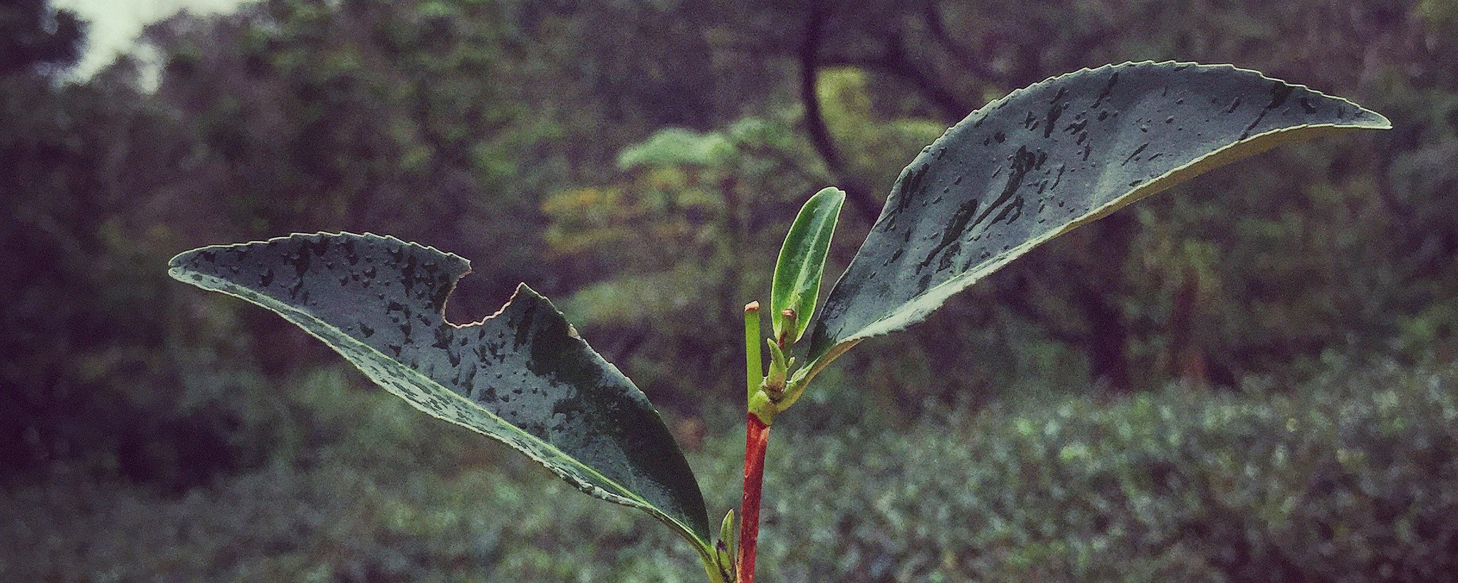 Living Tea | Visit Telluride