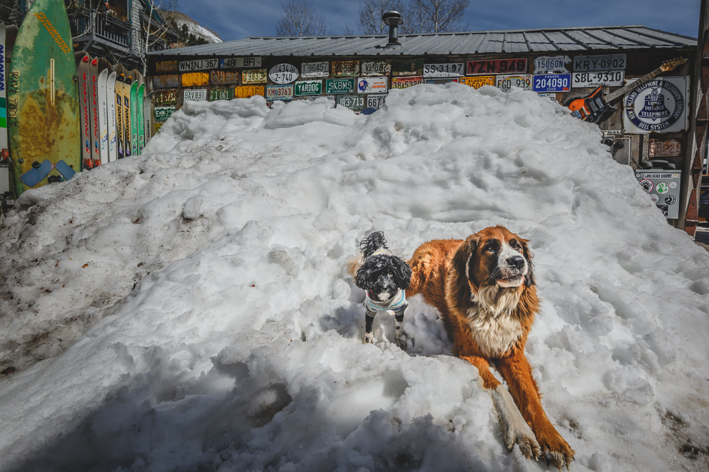 It's a Dog's Life | Visit Telluride