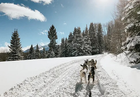 Idarado Sled Dog Adventures | Visit Telluride