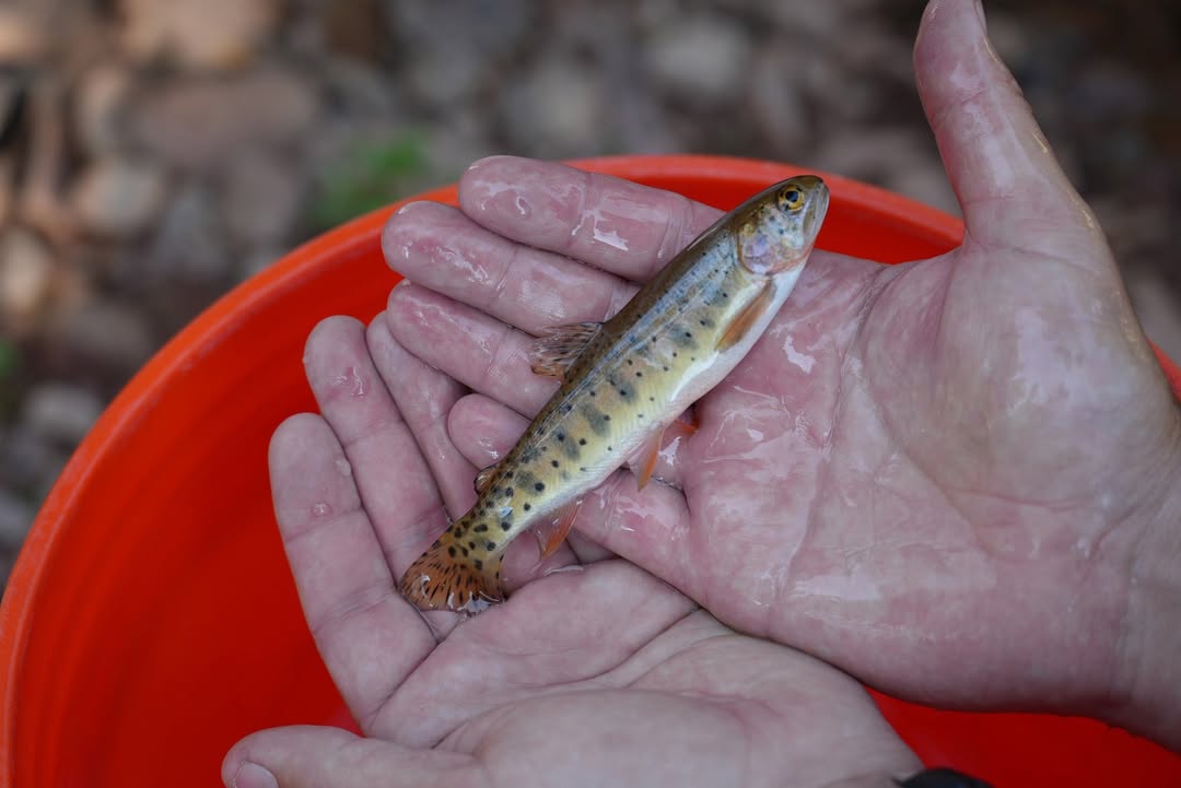 CPW, San Juan National Forest Rescue Unique Native Cutthroat Trout ...